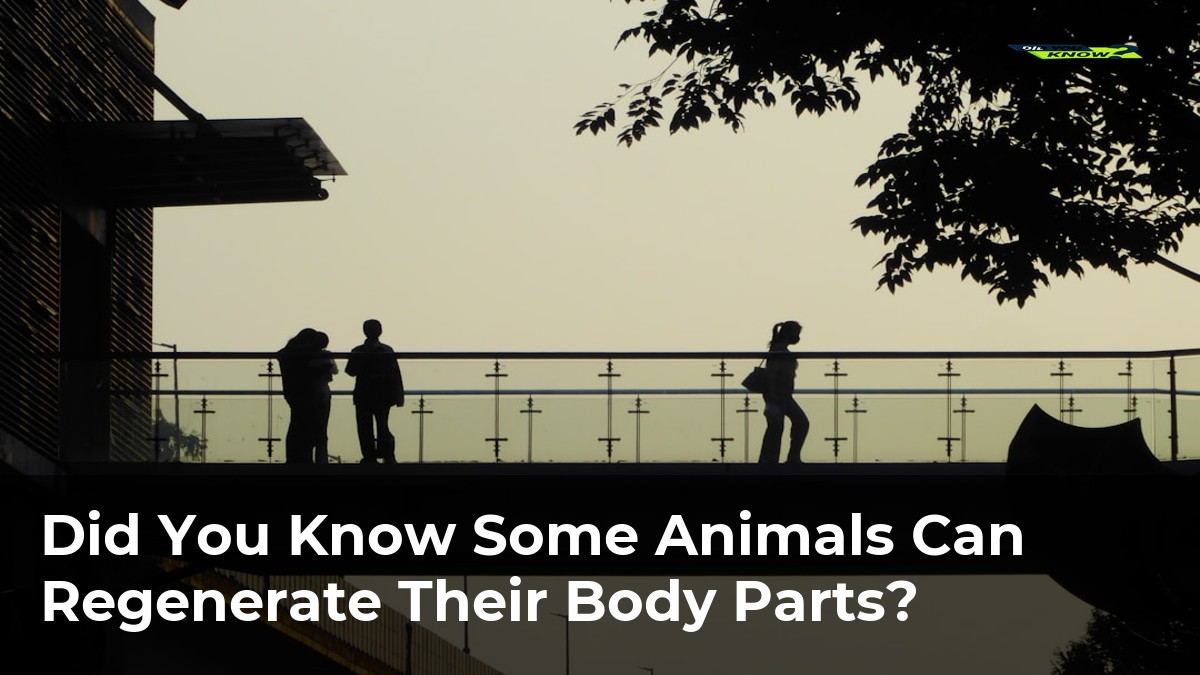 Did You Know Some Animals Can Regenerate Their Body Parts?