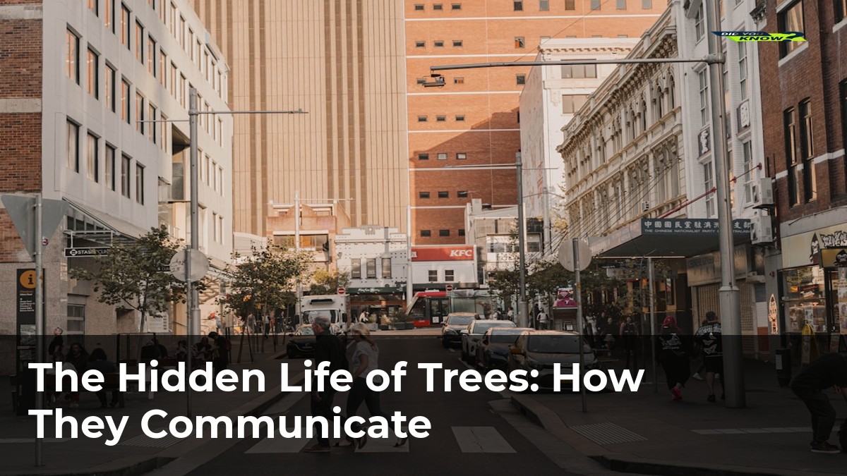 The Hidden Life of Trees: How They Communicate